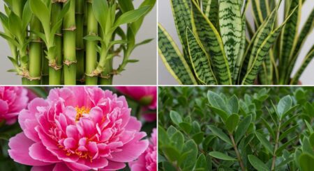 Árvore Da Felicidade: O Que Simboliza E Como Cultivar Em Casa